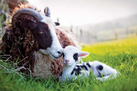 Raising Sheep: The Basics – Mother Earth News